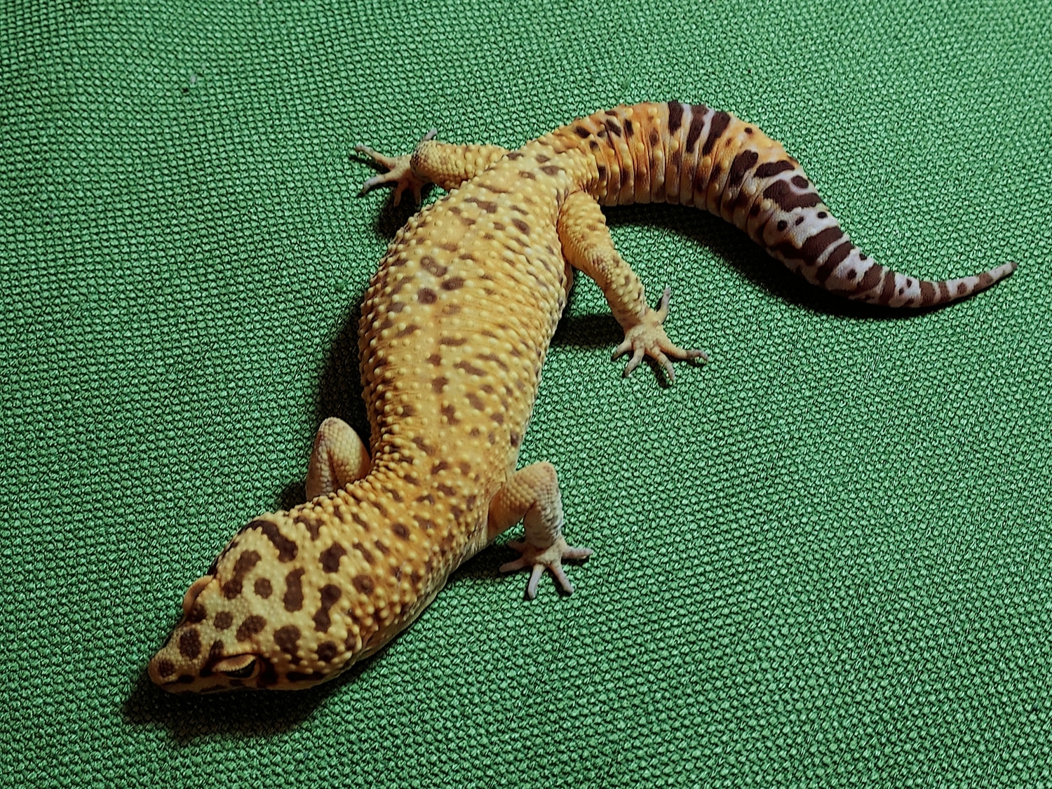 Blood Tremper Tangerine Leopard Gecko by Granny B's Geckos - MorphMarket