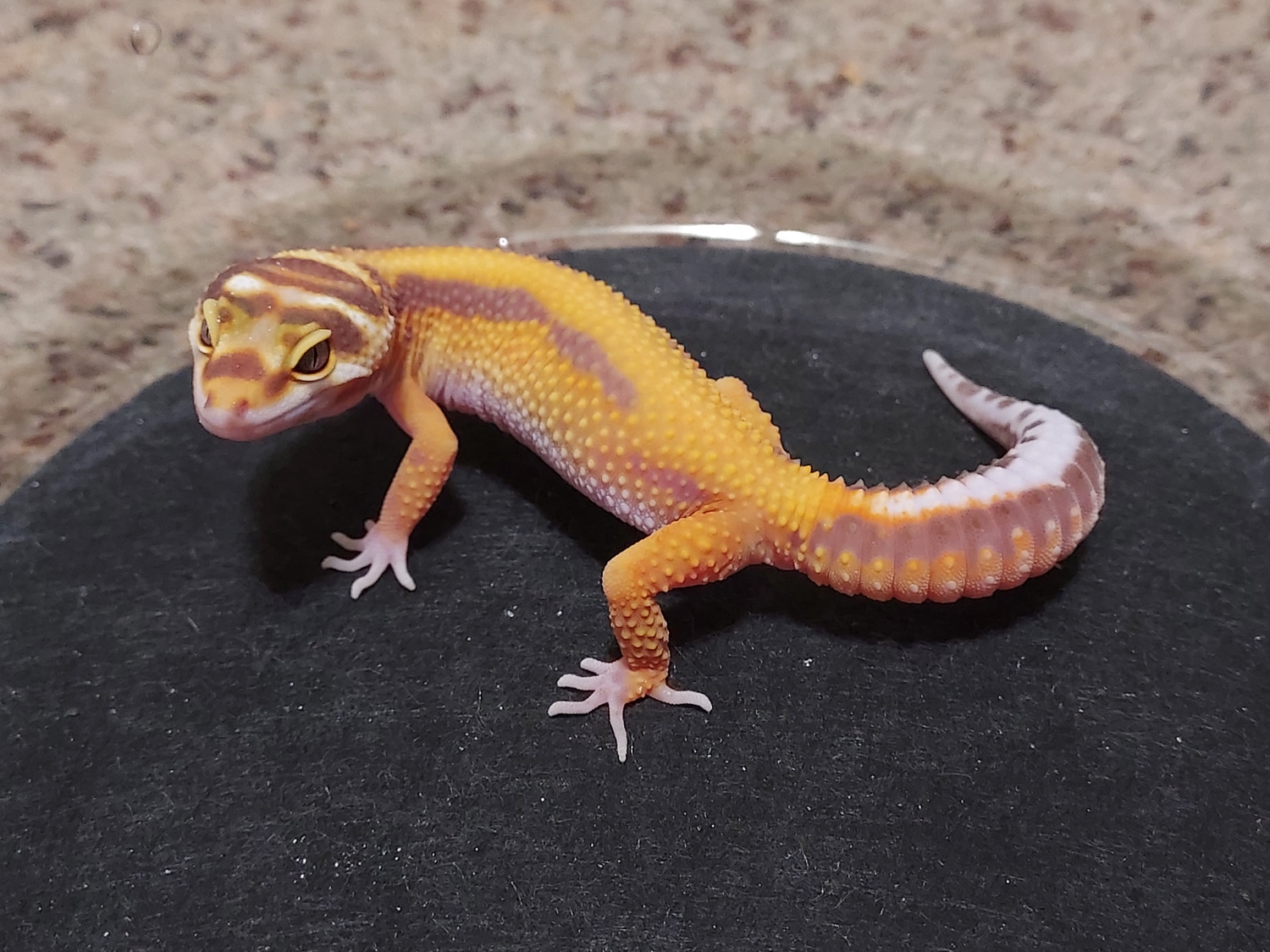 Bold Stripe Tremper Leopard Gecko by Granny B's Geckos - MorphMarket