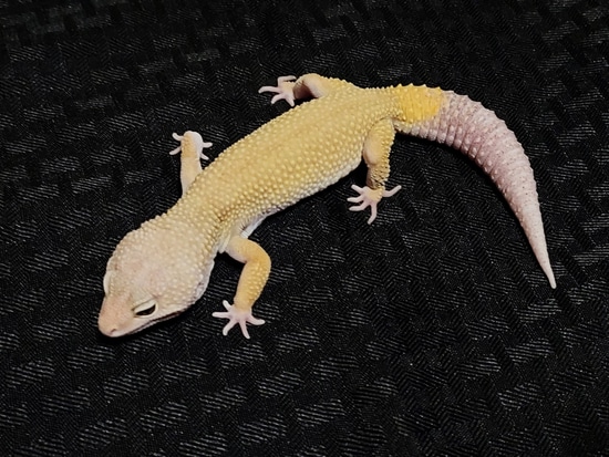 Murphy's Patternless Leopard Gecko by Granny B's Geckos