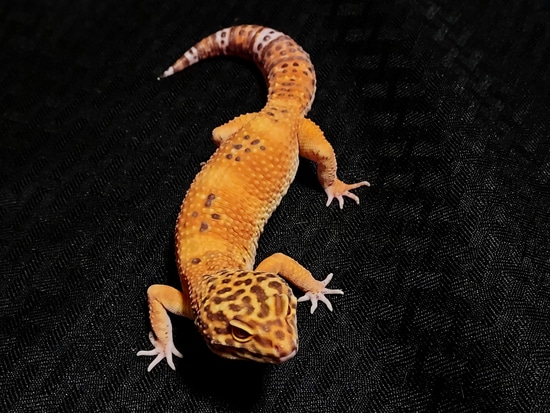 Mandarin Inferno Bell Tangerine Leopard Gecko by Granny B's Geckos