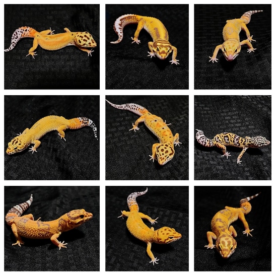 Grp Of 5 Breeder Quality - Proven, Ready, Subadult - Your Choice ...