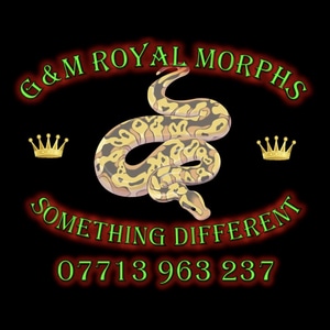 G&M royal morphs - MorphMarket