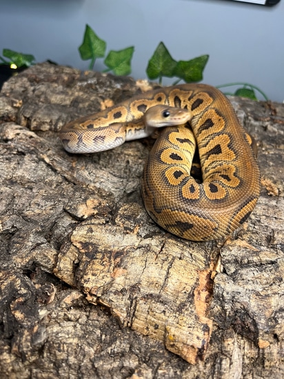 Cb23 Black Pastel Red Stripe Yellow Belly Clown Ball Python by G&M ...