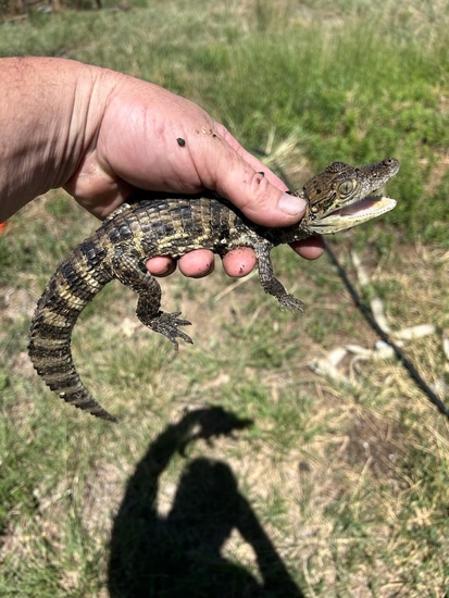 Diamond Caiman Spectacled Caiman by Grassroots Reptiles
