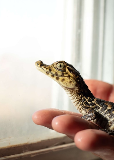 Diamond Caiman Yacare Caiman by Grassroots Reptiles