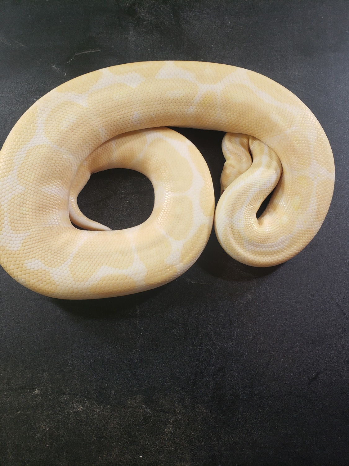 Albino Ball Python by Grateful Shed Herpetoculture - MorphMarket