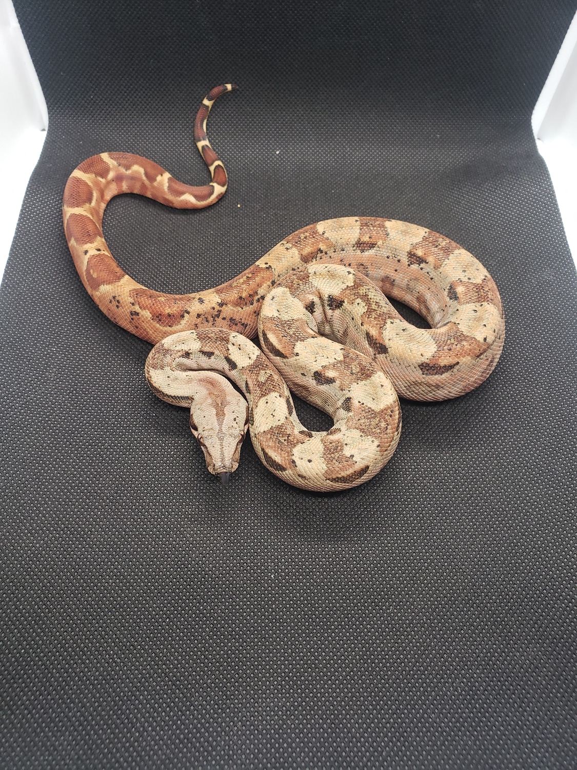 Salmon Hypo Het Anery Type 2 Boa Constrictor by Grateful Shed ...