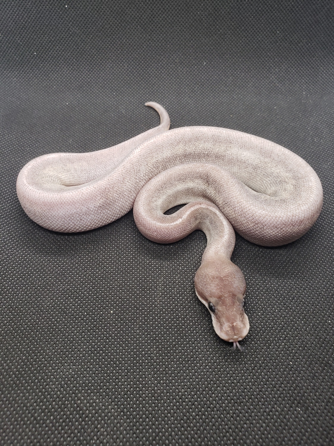 Black Head Mojave Pewter Red Gene Ringer Gene Ball Python by Grateful ...
