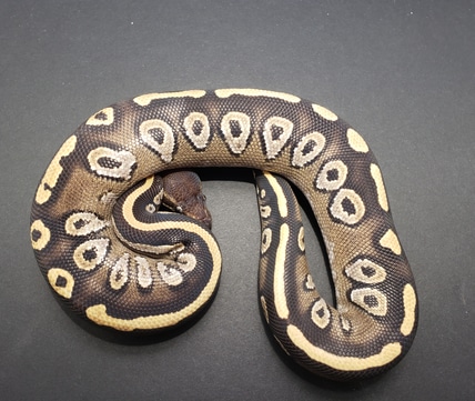 Black Head Mojave Pewter Red Gene Ringer Gene Ball Python by Grateful ...