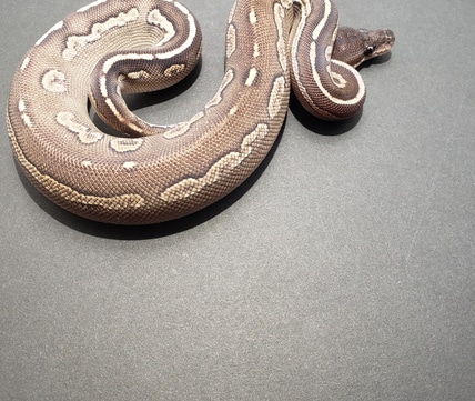 Black Head Mojave Pewter Red Gene Ringer Gene Ball Python by Grateful ...