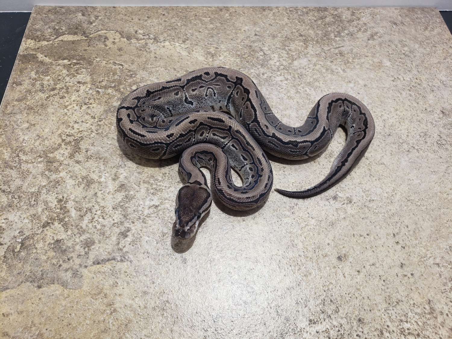 Pinstripe Axanthic (GCR) Ball Python by Grateful Shed Herpetoculture ...