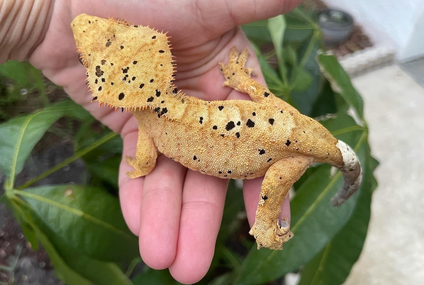 Large Structured Dalmatian Crested Gecko by Grateful Geckos - MorphMarket