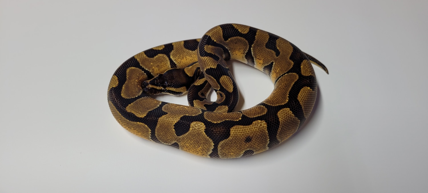 Enchi Ball Python by Jaeger Exotics - MorphMarket