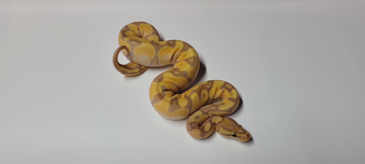 Enchi Banana Ball Python by Jaeger Exotics - MorphMarket
