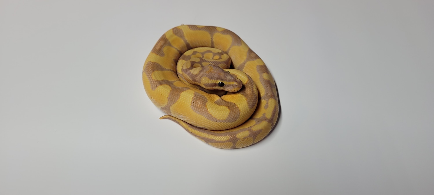 Enchi Banana Ball Python by Jaeger Exotics - MorphMarket