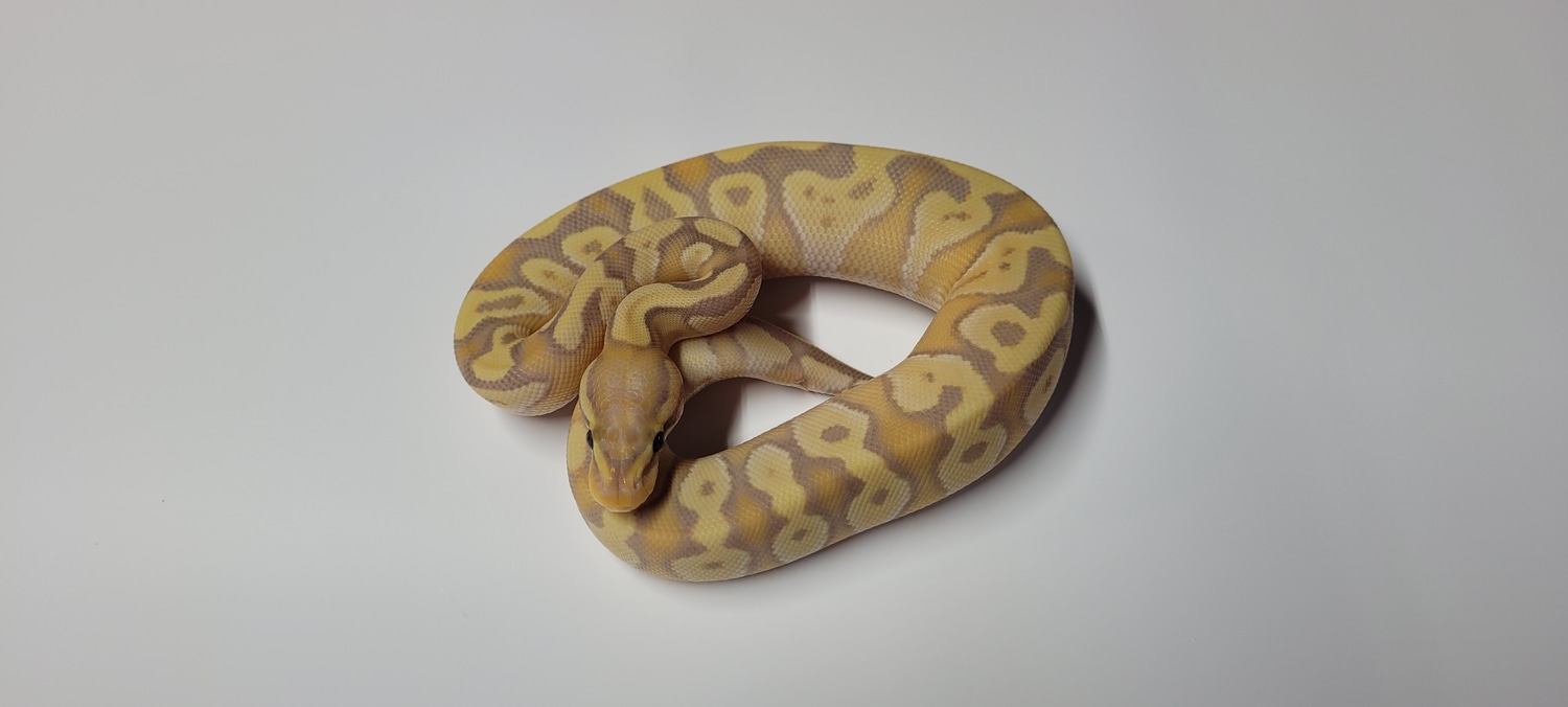 Enchi Banana Mojave Ball Python by Jaeger Exotics - MorphMarket