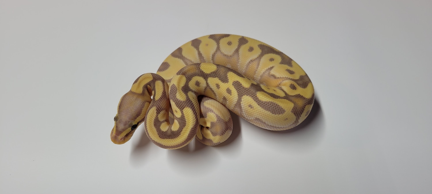 Enchi Banana Mojave Ball Python by Jaeger Exotics - MorphMarket