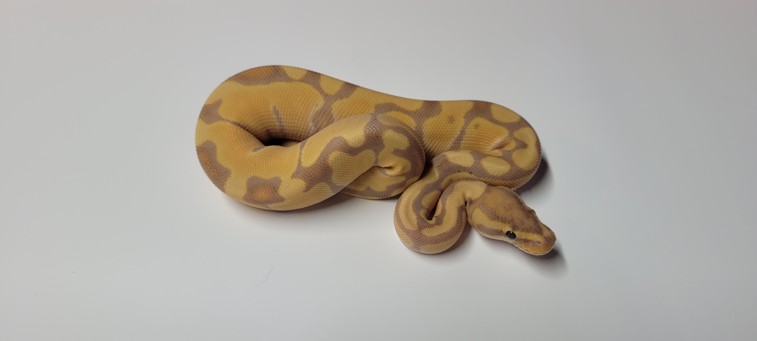 Enchi Banana Ball Python by Jaeger Exotics - MorphMarket