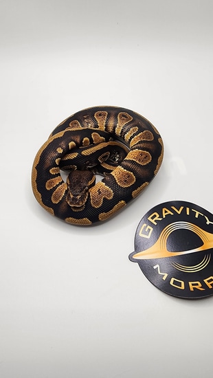 Stranger Het Clown Ball Python by Gravity Morphs
