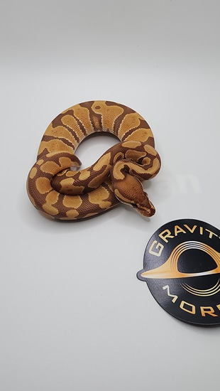 Ultramel Ball Python by Gravity Morphs