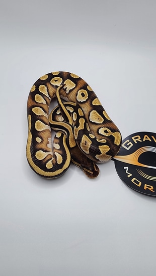 Mojave OD YB/Asphalt Ball Python by Gravity Morphs