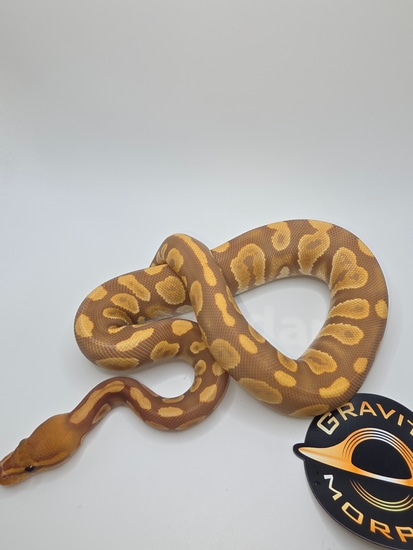 Ultramel Chocolate Ball Python by Gravity Morphs