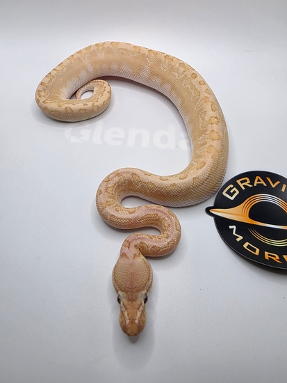 Bamboo Chocolate Ultramel Poss. Pinstripe Ball Python by Gravity Morphs