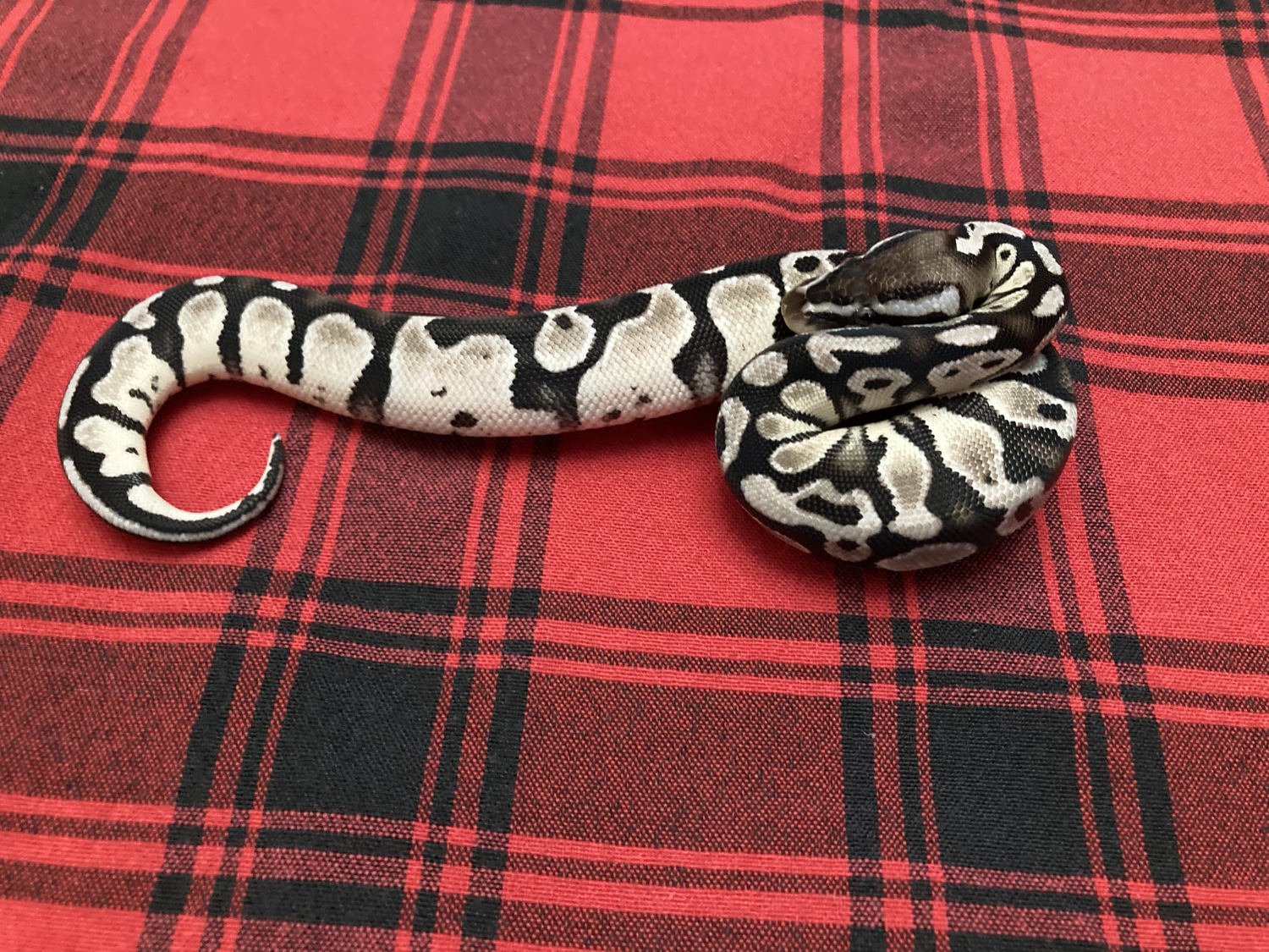 Pastel VPI Axanthic Het Pied Ball Python by Gray Family Snakes ...