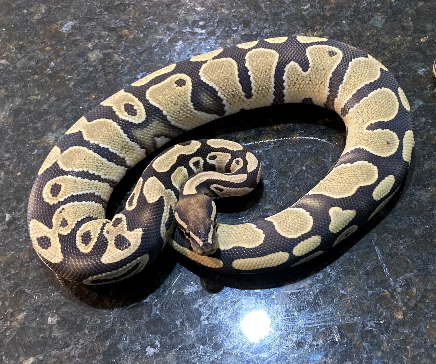 Desert Ghost Het-Piebald Ball Python by Gray Family Snakes - MorphMarket