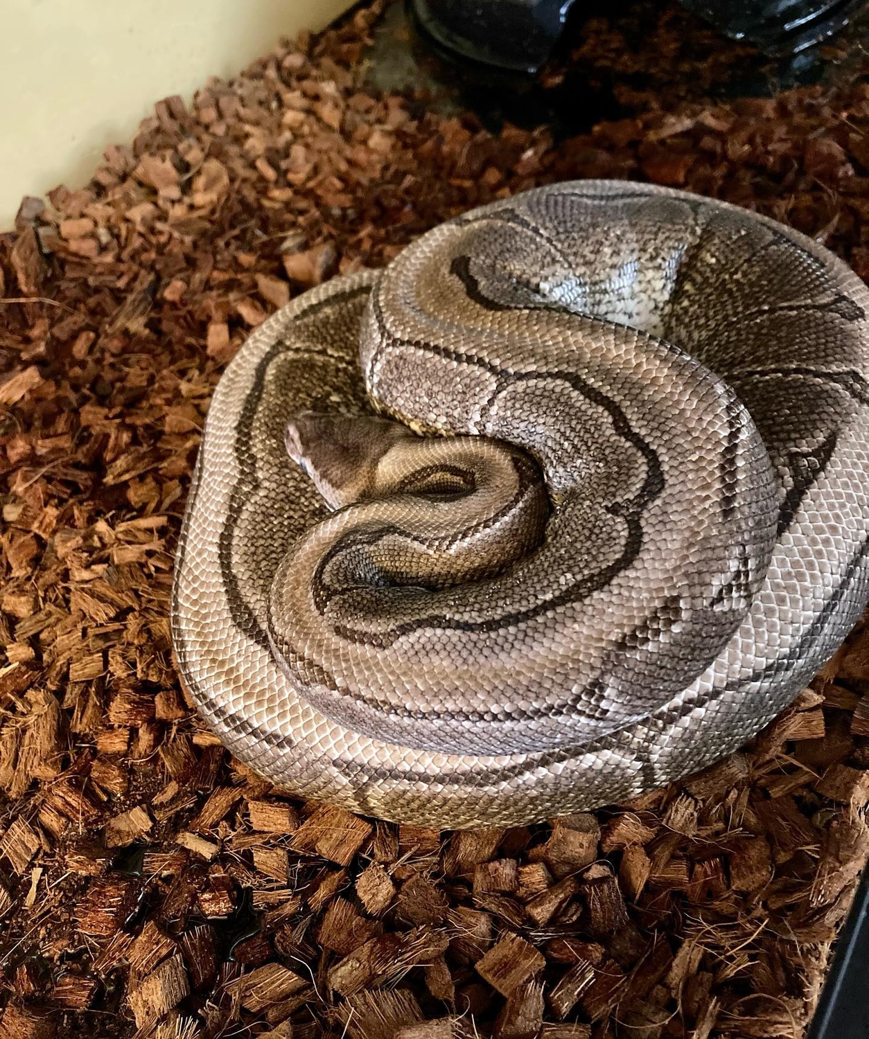 Pin Enchi Axanthic Het Piebald Ball Python by Gray Family Snakes ...