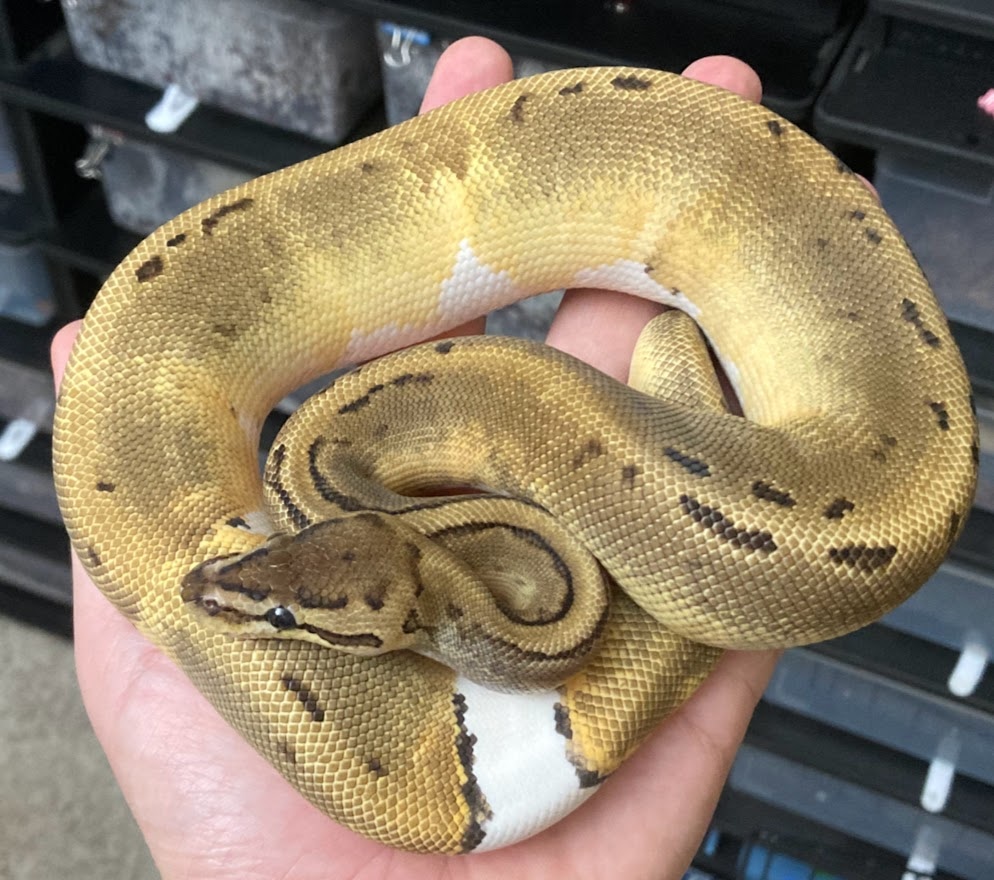 Pinstripe Enchi Pied Het-Axanthic (VPI) Ball Python by Gray Family Snakes - MorphMarket