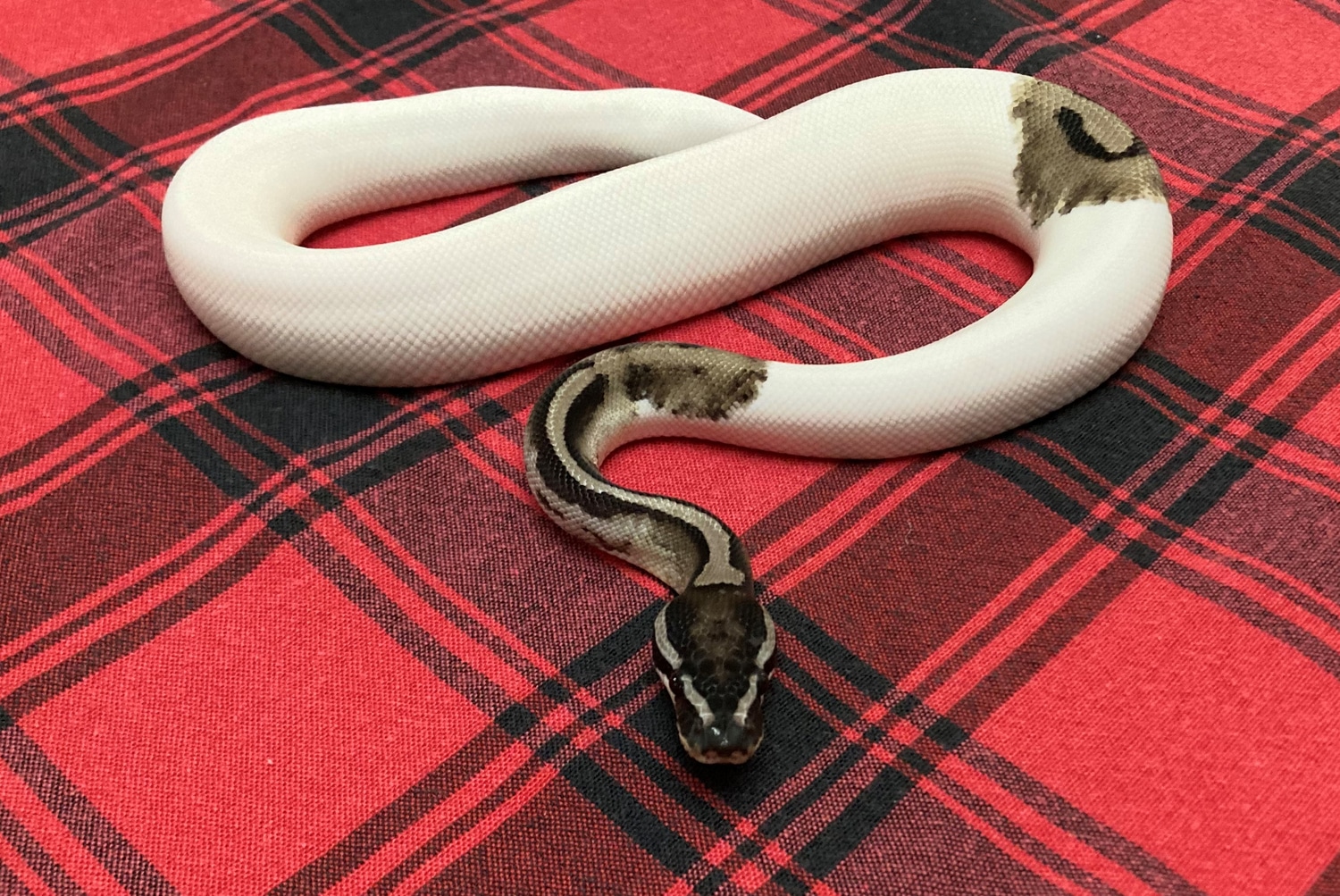 VPI Axanthic Pied Ball Python by Gray Family Snakes - MorphMarket