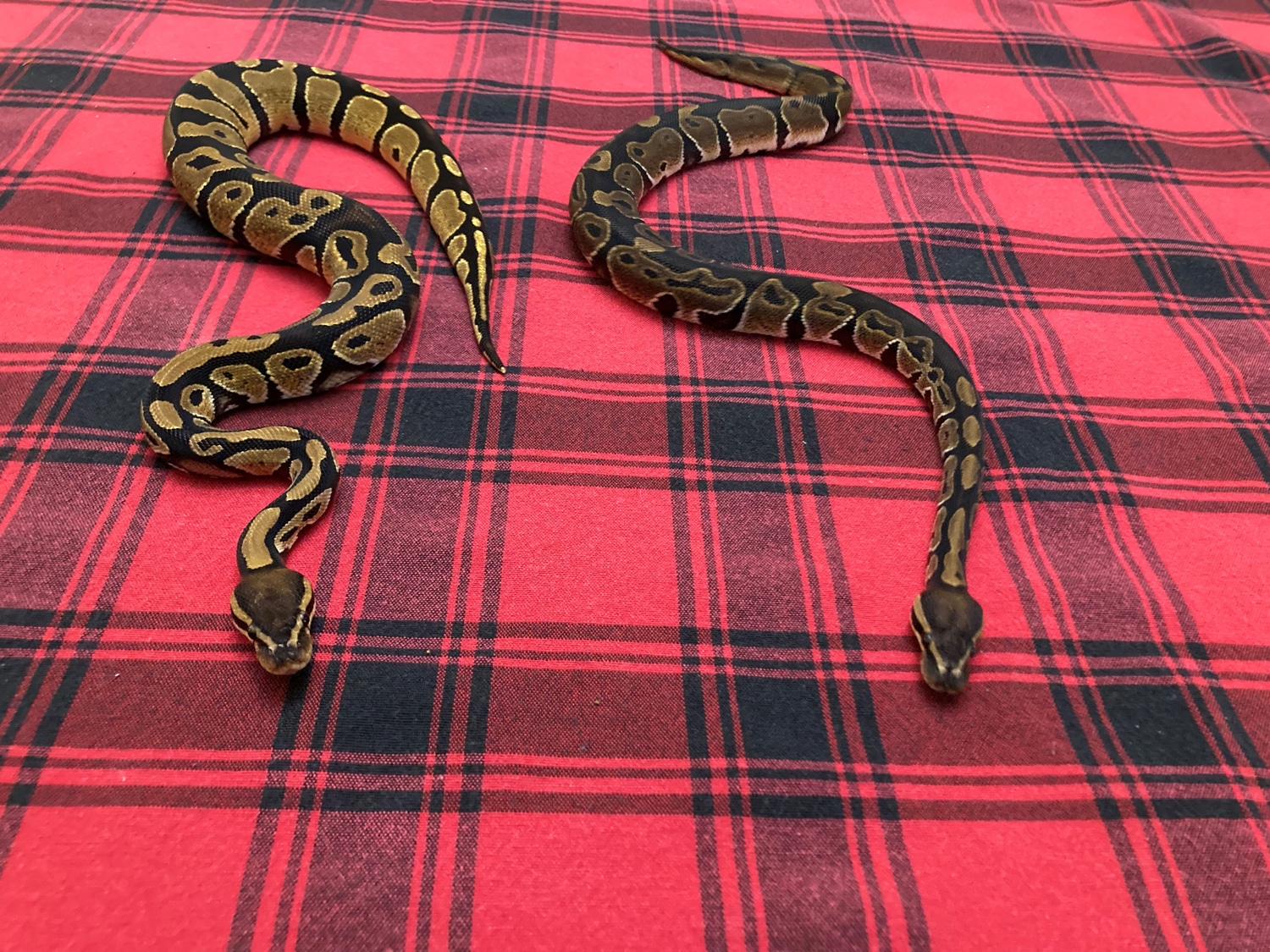 100% Volta Pair Ball Python by Gray Family Snakes - MorphMarket
