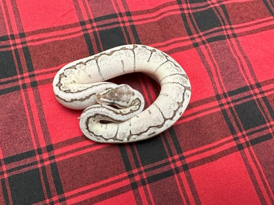Lemonblast Enchi VPI Axanthic DH DG/Piebald Ball Python by Gray Family ...