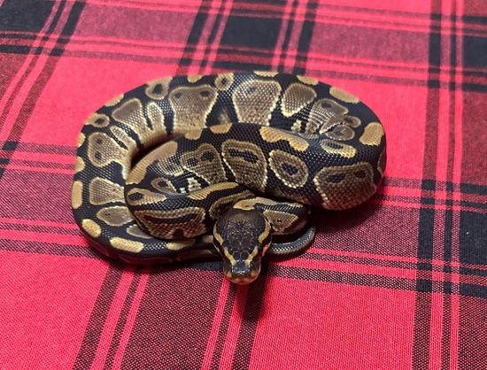 Wholesale Lot (6) - Pet Store Special Ball Python by Gray Family Snakes