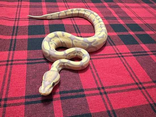 Banana TH Axanthic (VPI) DG Genetic Stripe Ball Python by Gray Family ...