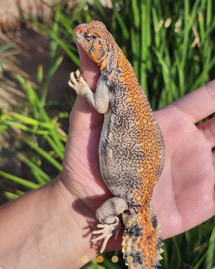Uromastyx Thomasi RTB by Gray Scales Exotics