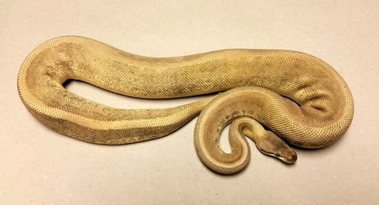 Leopard Mojave Pinstripe Pastel Ball Python by Palaski's Pythons