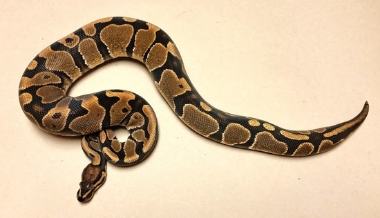 Normal Dbl Het Pied/Ghost Ball Python by Palaski's Pythons