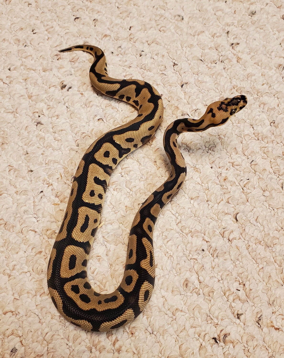 Leopard Spotnose Clown - (Batman) Ball Python by Palaski's Pythons ...