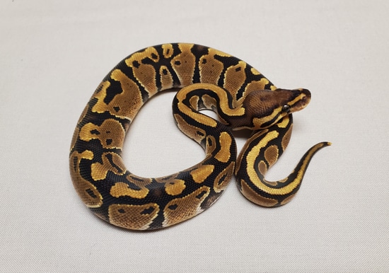 66% DH Pied Ghost Poss Vanilla Ball Python by Palaski's Pythons