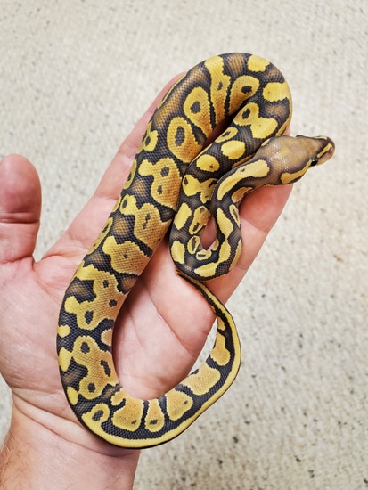 Vanilla Ghost 66% Het Pied Ball Python by Palaski's Pythons