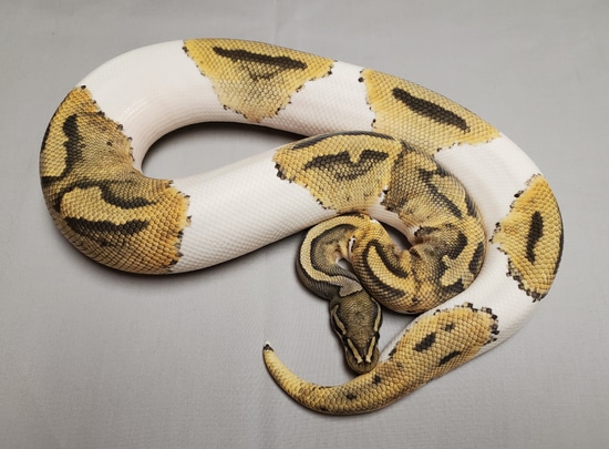 2015 1.0 PB Pied Hypo Ball Python by Palaski's Pythons