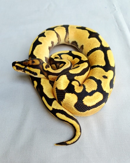 *SALE* OD Fire 100% Dbl Het Pied & Hypo Ball Python by Palaski's Pythons