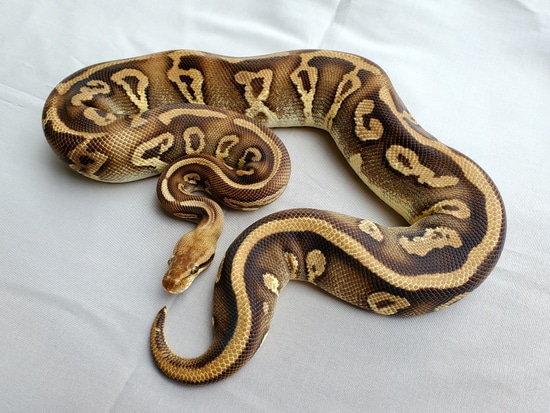 *Shipping Included* Leopard Mojave Pastel Ball Python by Palaski's Pythons