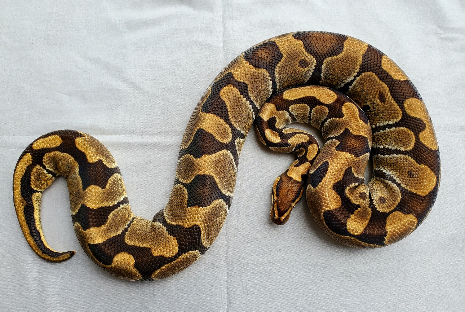 Enchi DH Clown / Hypo Ball Python by Palaski's Pythons - MorphMarket