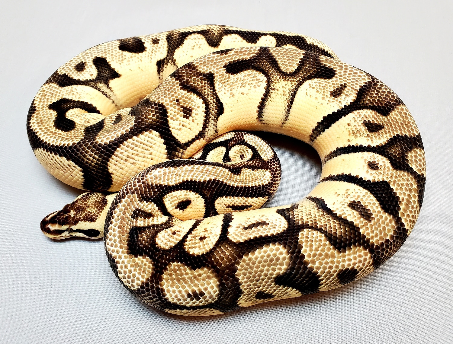 *Shipping Included* Proven OD Enchi Pastel Het G-Stripe Ball Python by ...