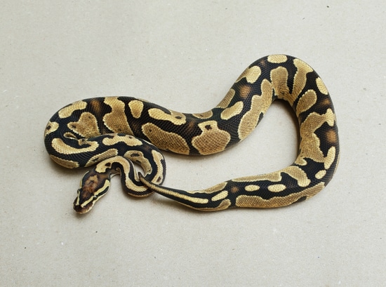 Fire 100% Dbl Het Pied & Hypo Ball Python by Palaski's Pythons