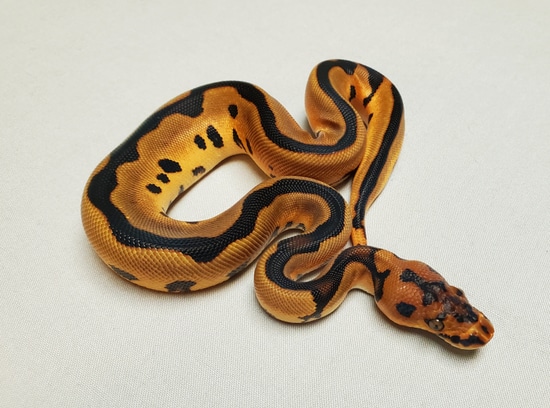 OD Leopard Clown * Free Shipping* Ball Python by Palaski's Pythons