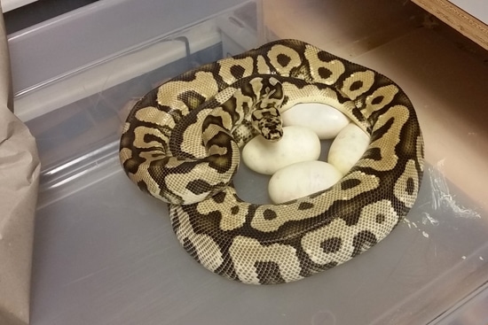 Proven Spotnose Clown Ball Python by Palaski's Pythons
